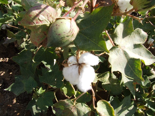 Organic Cotton Farming and Trade Development